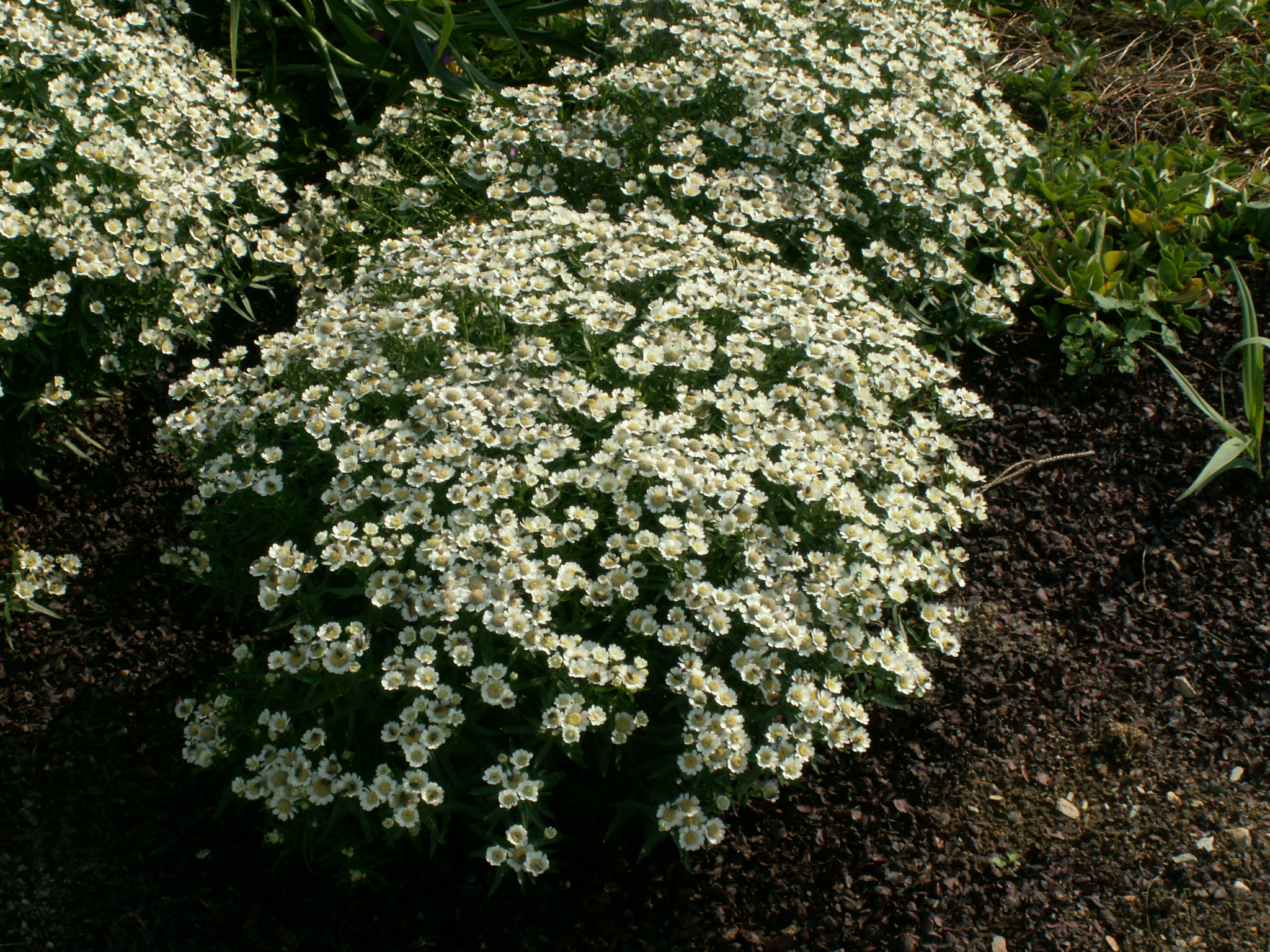 Achillea ptarmica ‘Nana Compacta’ – Pépinières Gabriel
